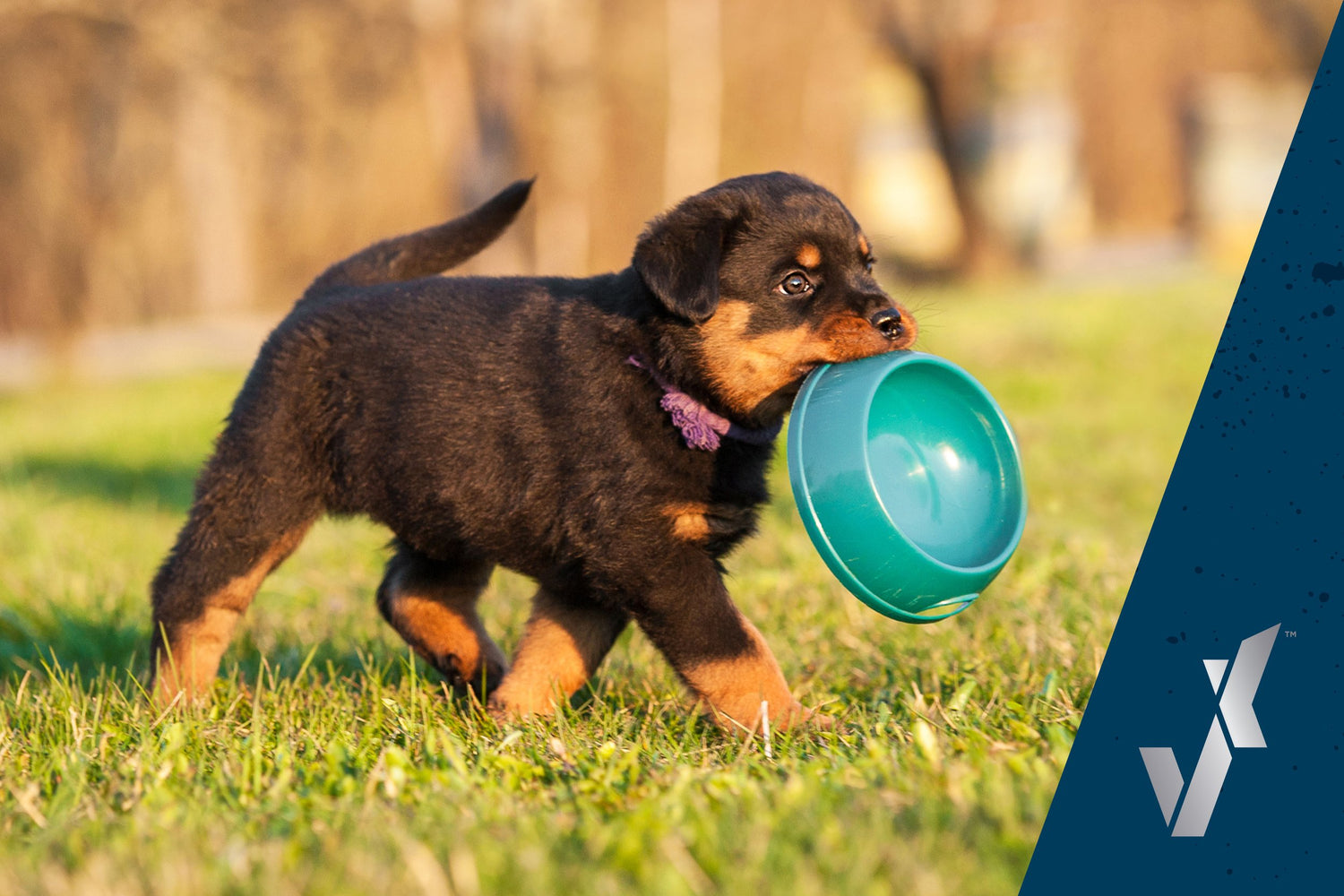 News – Next Level Pet Food